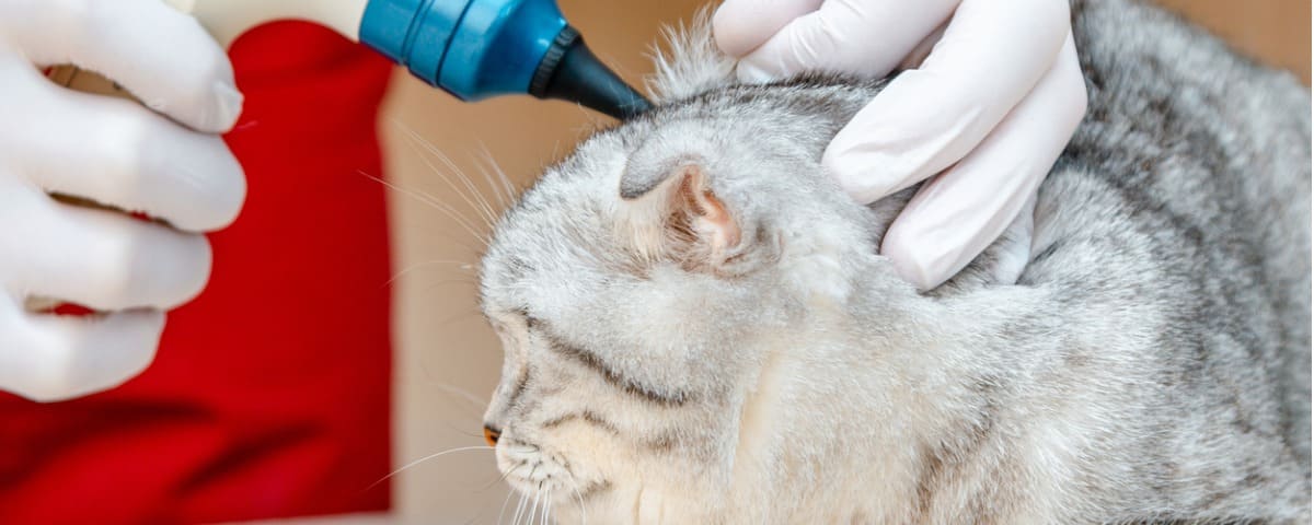 Otite chez le chat : causes, symptômes et traitement - Meilleurtaux.com